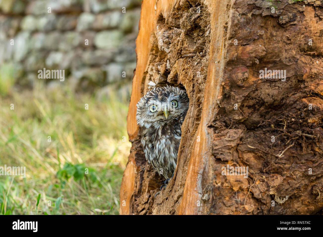 Little Owl, (Athene Noctua) perched inside a tree stump and peeping out ...
