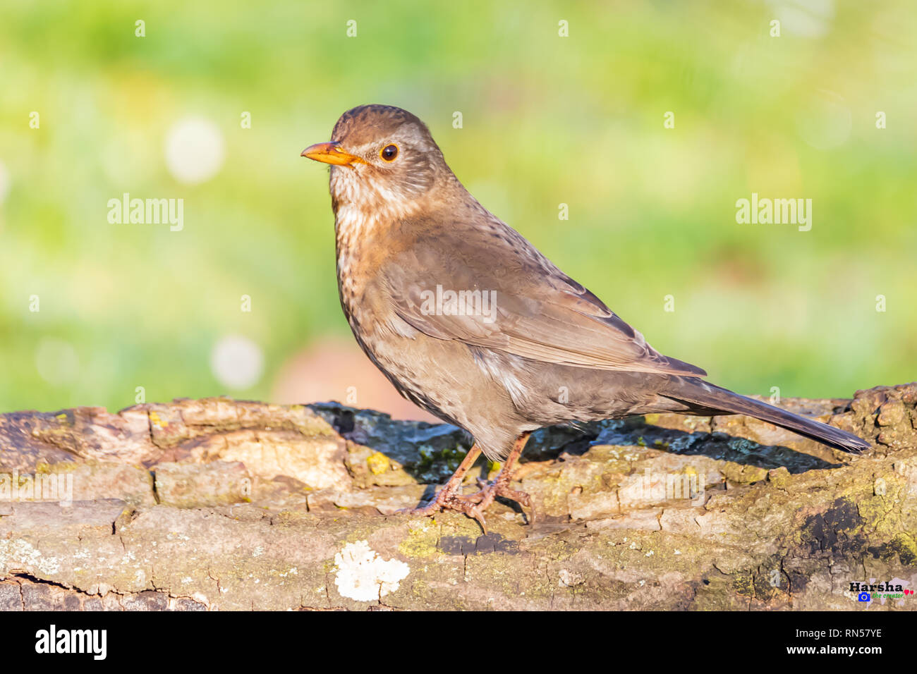 Common blackbird female - Eurasian blackbird - Turdus merula Stock ...
