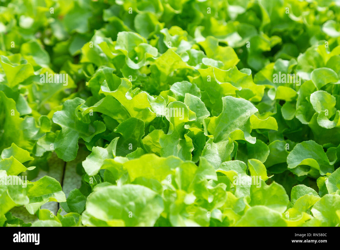 hydroponics vegetables , including several types of lettuce, growing on ...