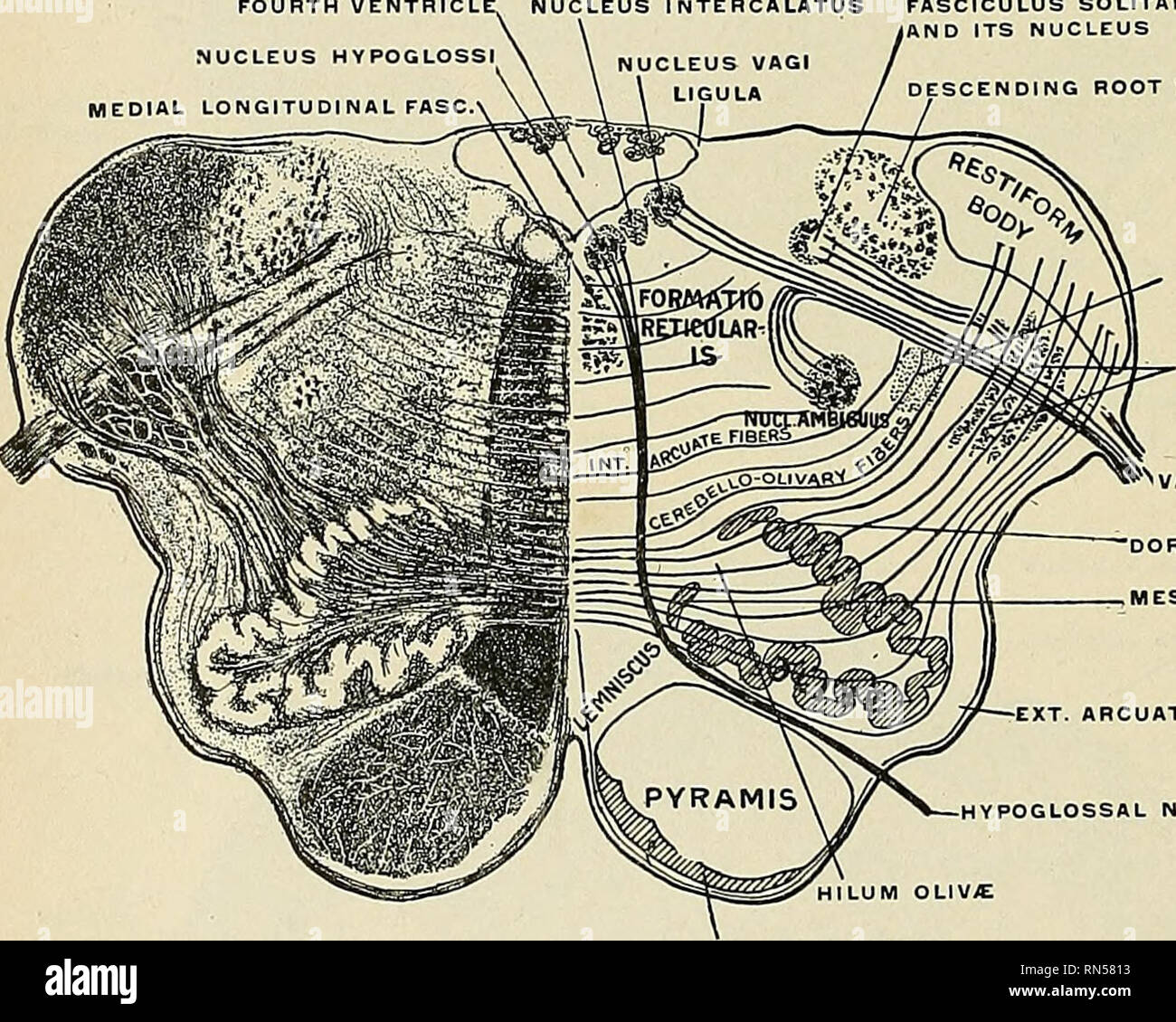 Reticular formation hi-res stock photography and images - Alamy