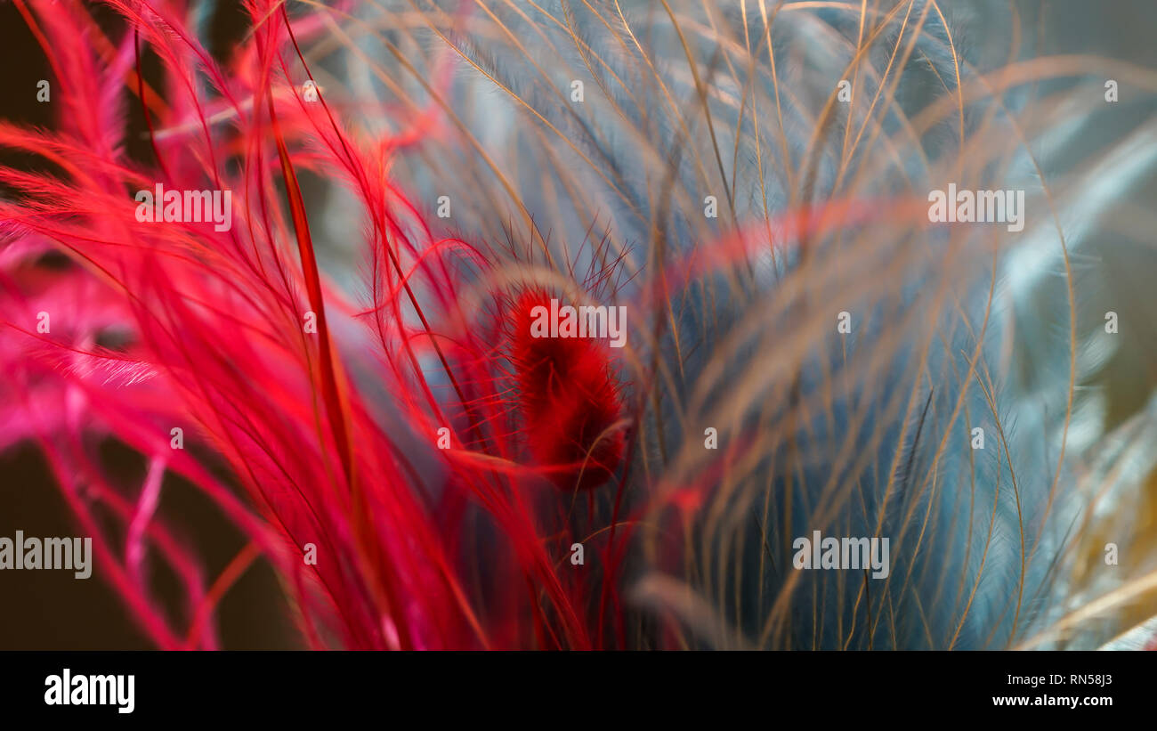bouquet of dried and dyed grass Stock Photo - Alamy