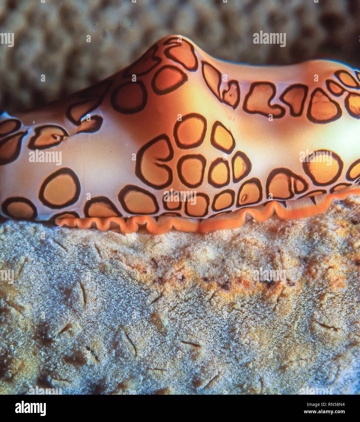 flamingo tongue snail ,Cyphoma gibbosum is a species of small but ...