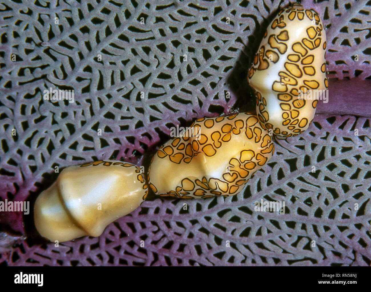 flamingo tongue snail ,Cyphoma gibbosum is a species of small but ...