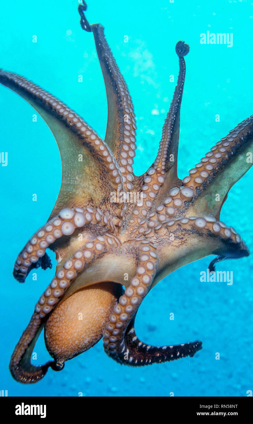 octopus is a soft-bodied, eight-limbed mollusc of the order Octopoda ...