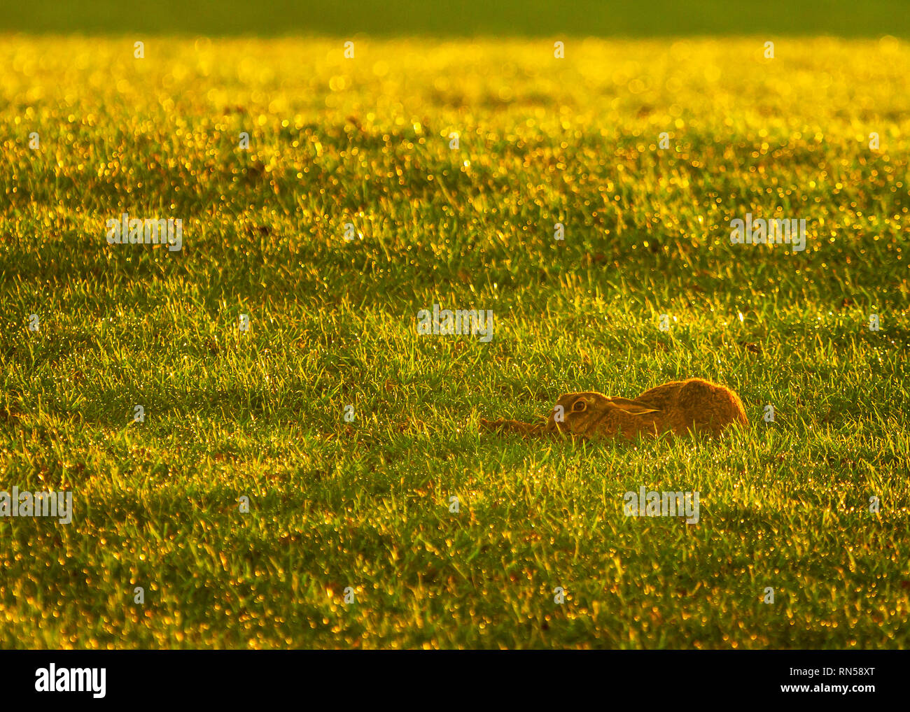 Long wet grass hi-res stock photography and images - Alamy