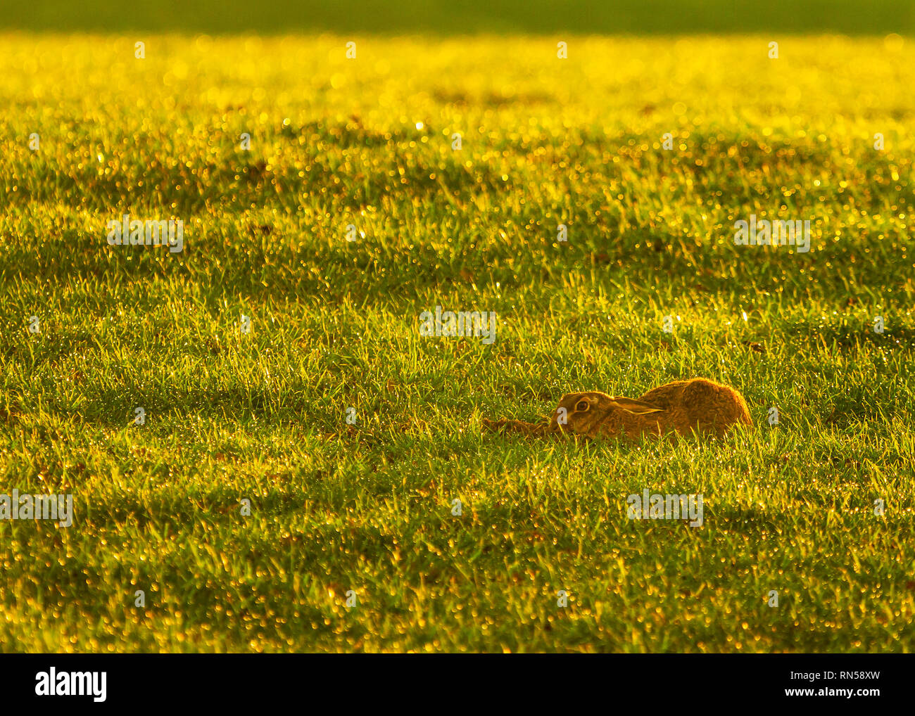 Brown Hare Laying in the Grass Stock Photo - Alamy