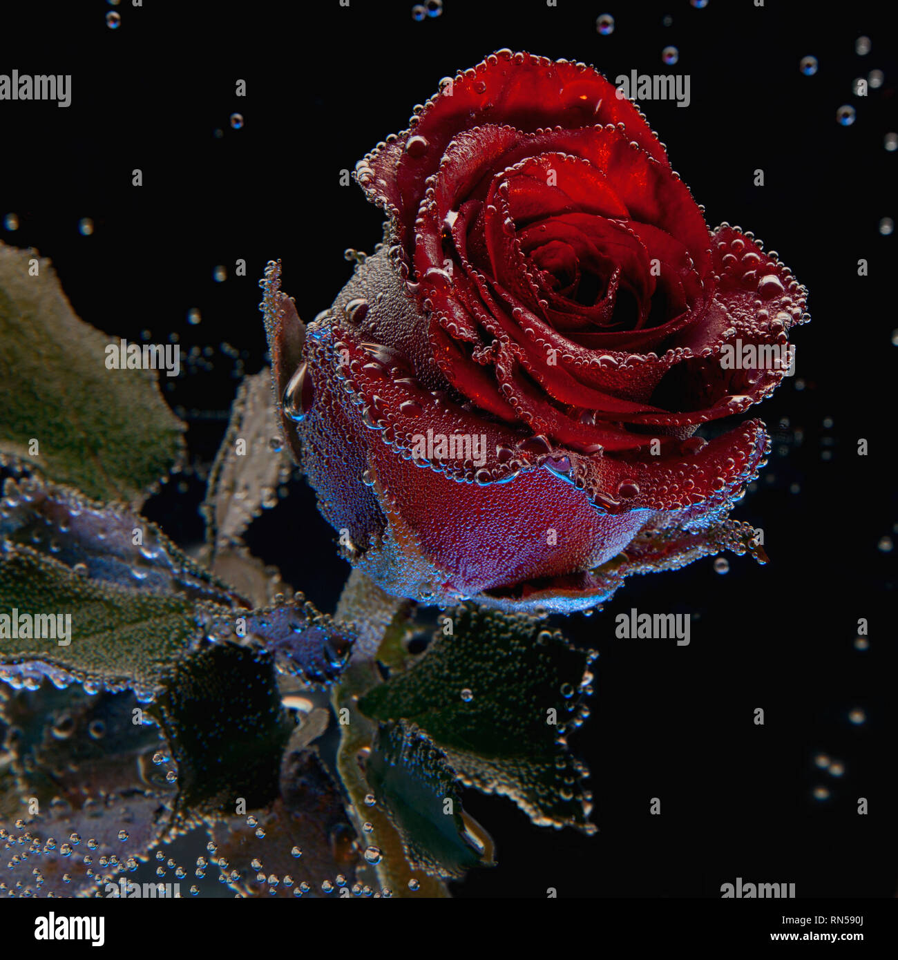 Rose raw hi-res stock photography and images - Alamy