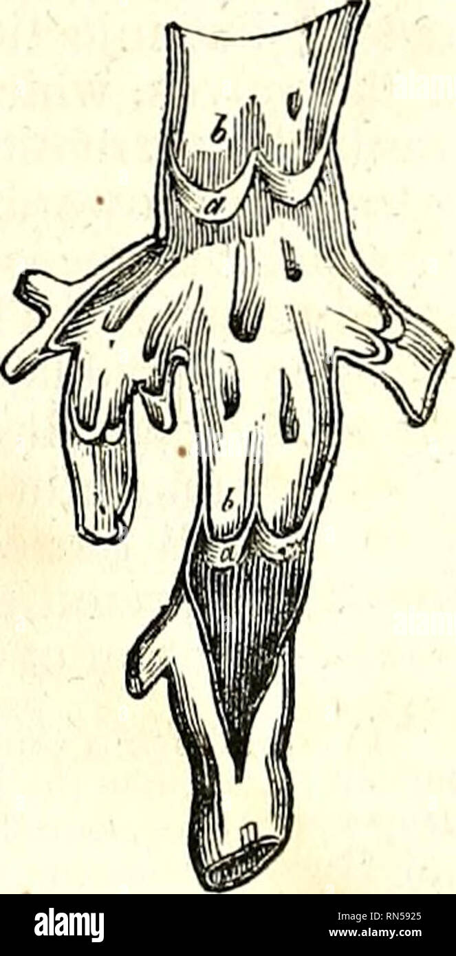 Transverse meshes hi-res stock photography and images - Alamy