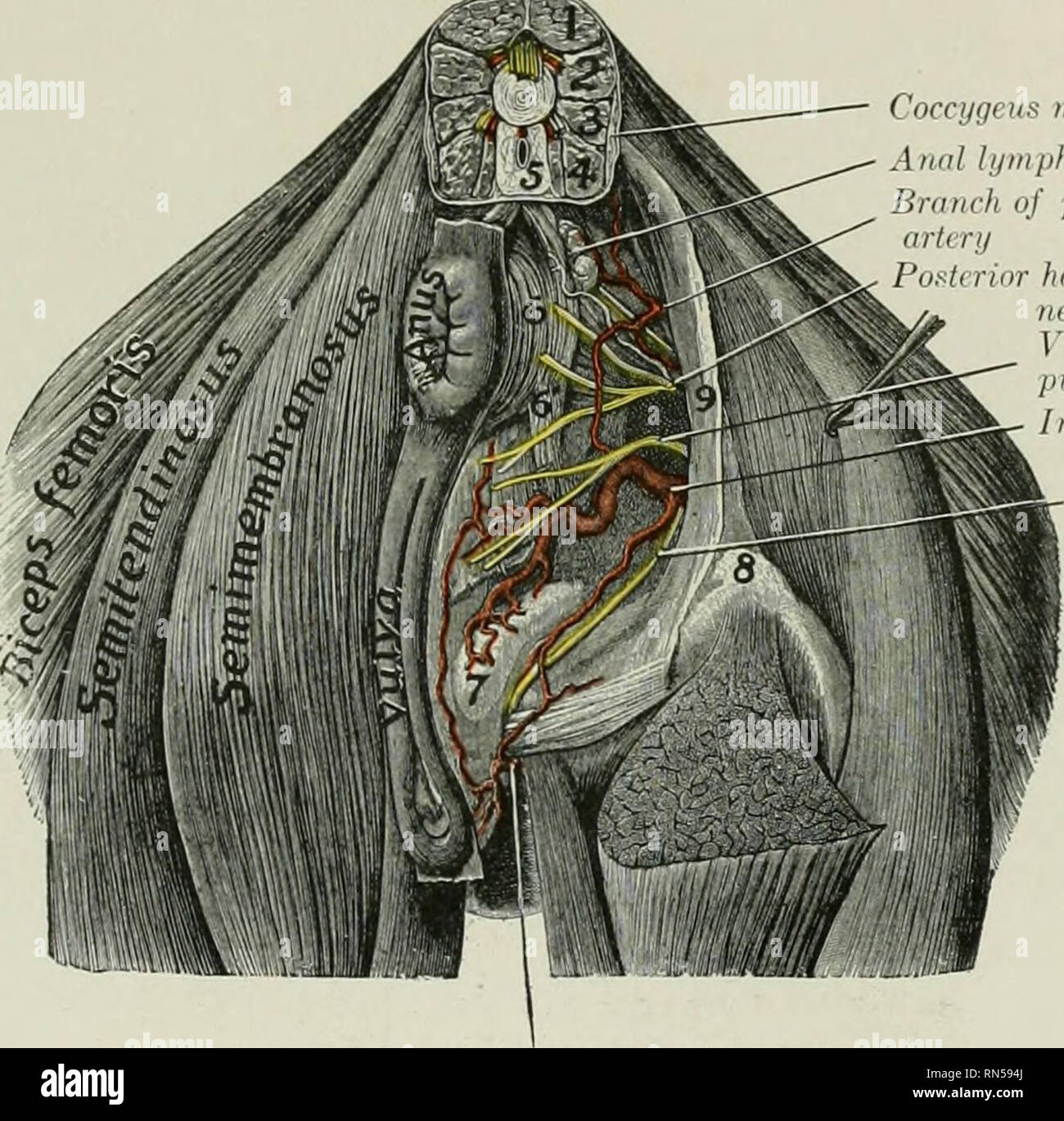 . The anatomy of the domestic animals. Veterinary anatomy. THE INTERNAL ...