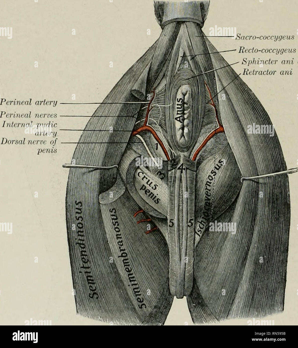 Broad ligament of the uterus hi-res stock photography and images - Alamy
