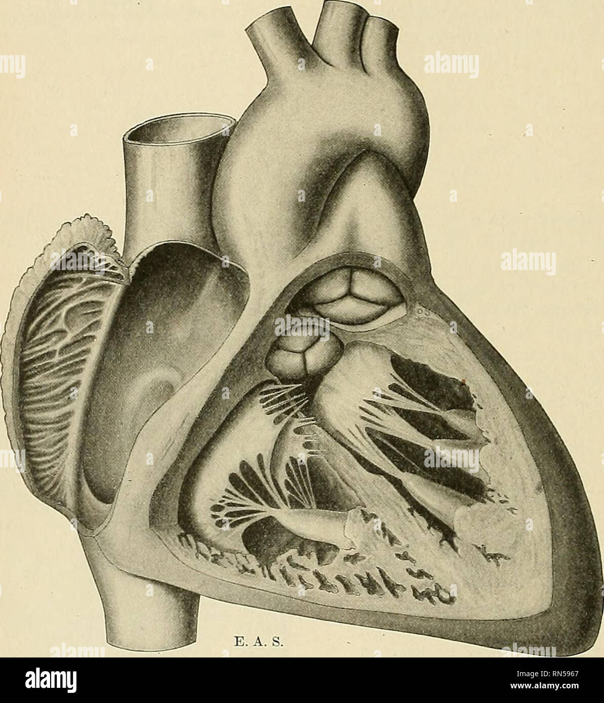 Vena cavae hi-res stock photography and images - Alamy