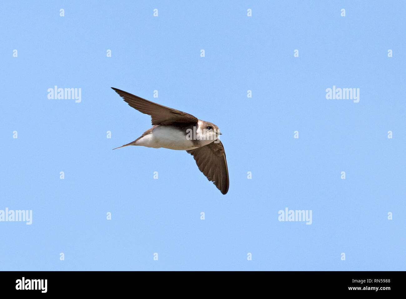 European sand martins bank hi-res stock photography and images - Alamy