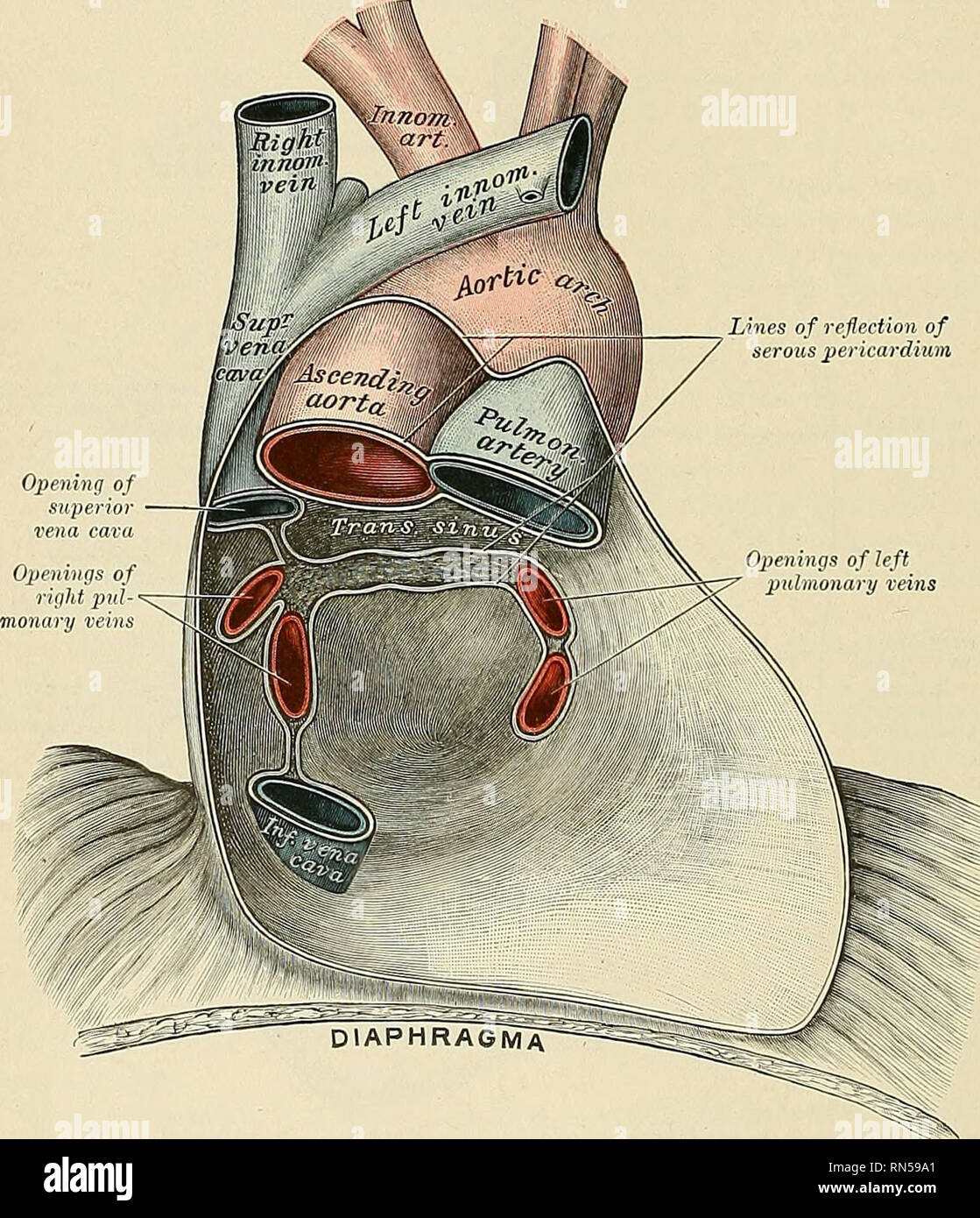 . Anatomy, descriptive and applied. Anatomy. 550 THE VASCULAR SYSTEMS ...