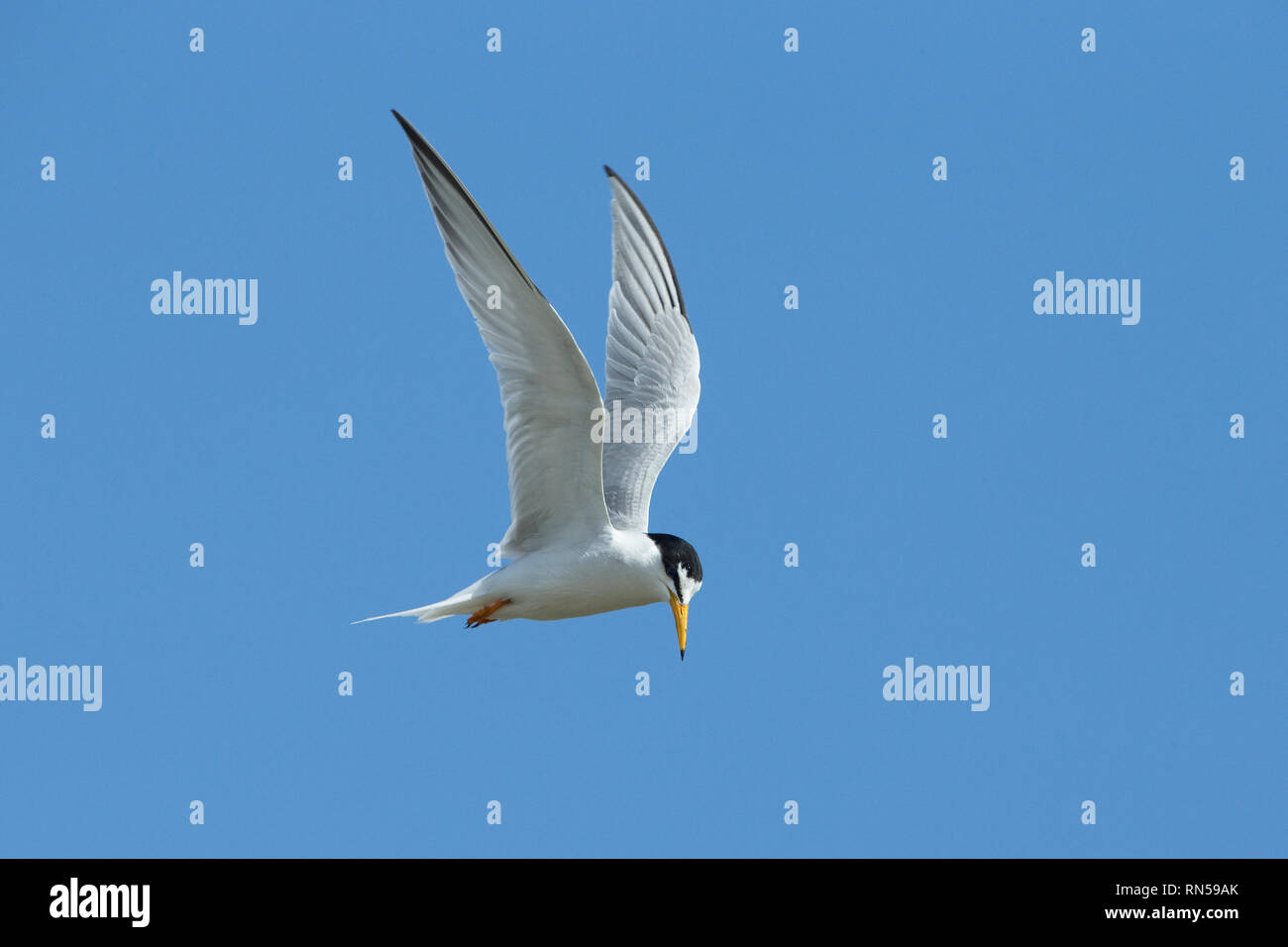 Sterna bird hi-res stock photography and images - Alamy