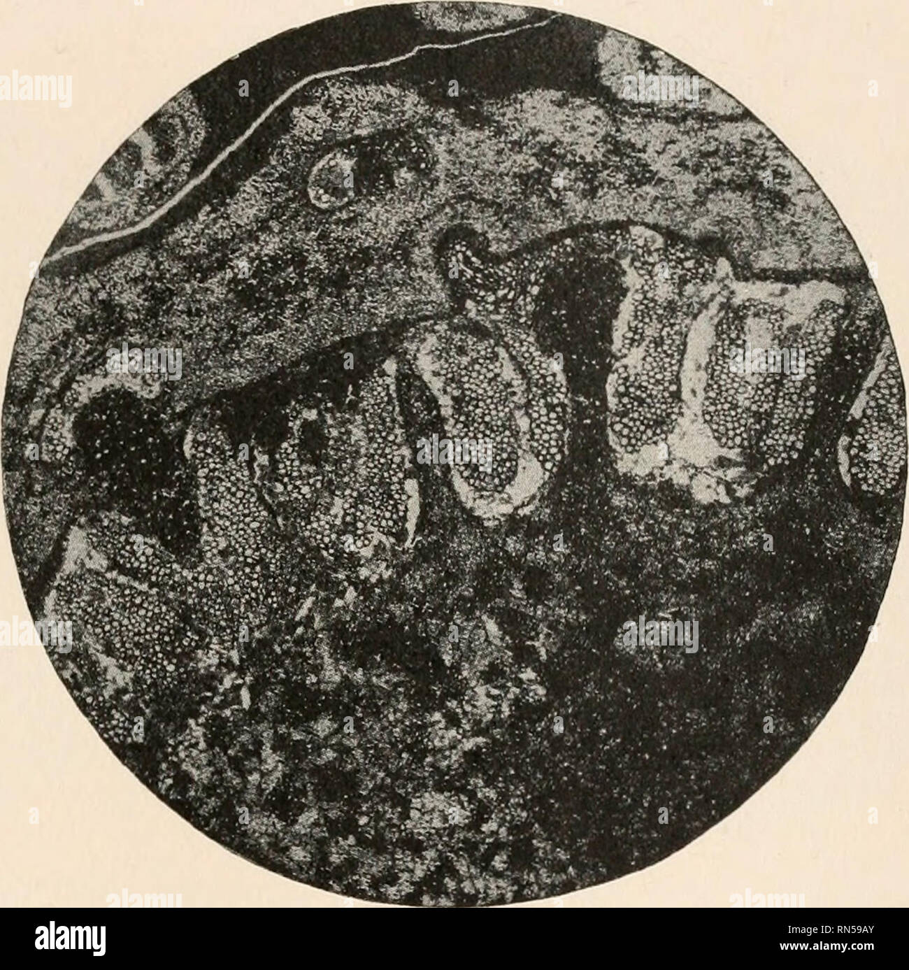 . The anatomy of woody plants. Botany -- Anatomy. THE FILICALES 287 ...