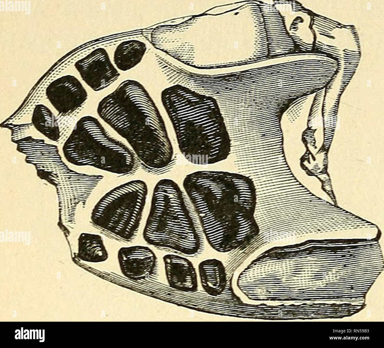Placodus High Resolution Stock Photography and Images - Alamy