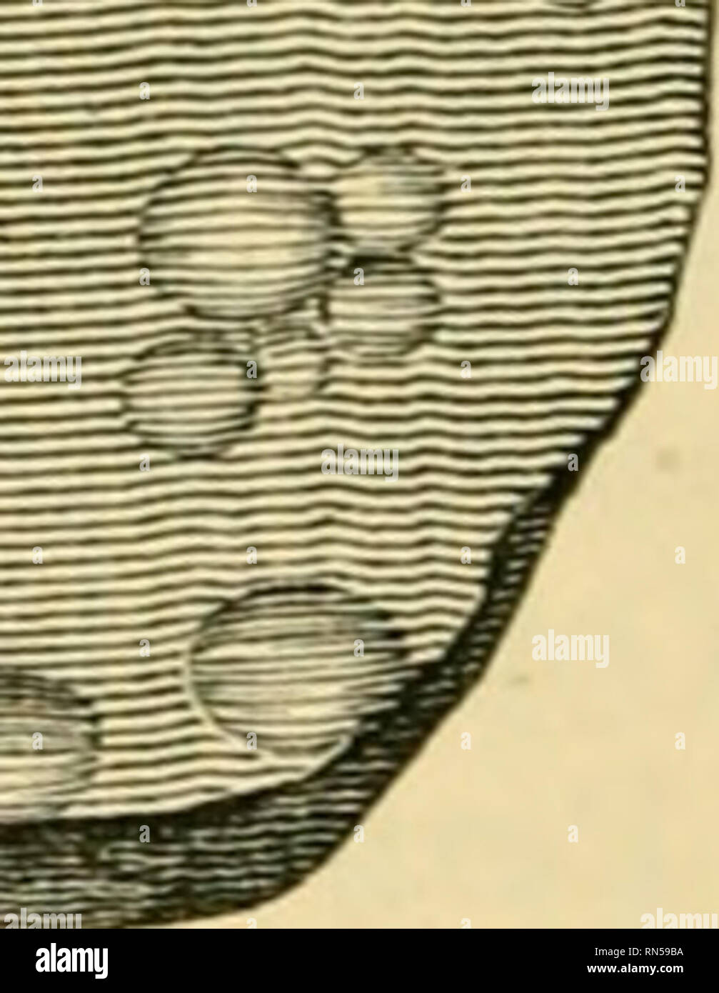 . The ancient life-history of the earth; a comprehensive outline of the ...