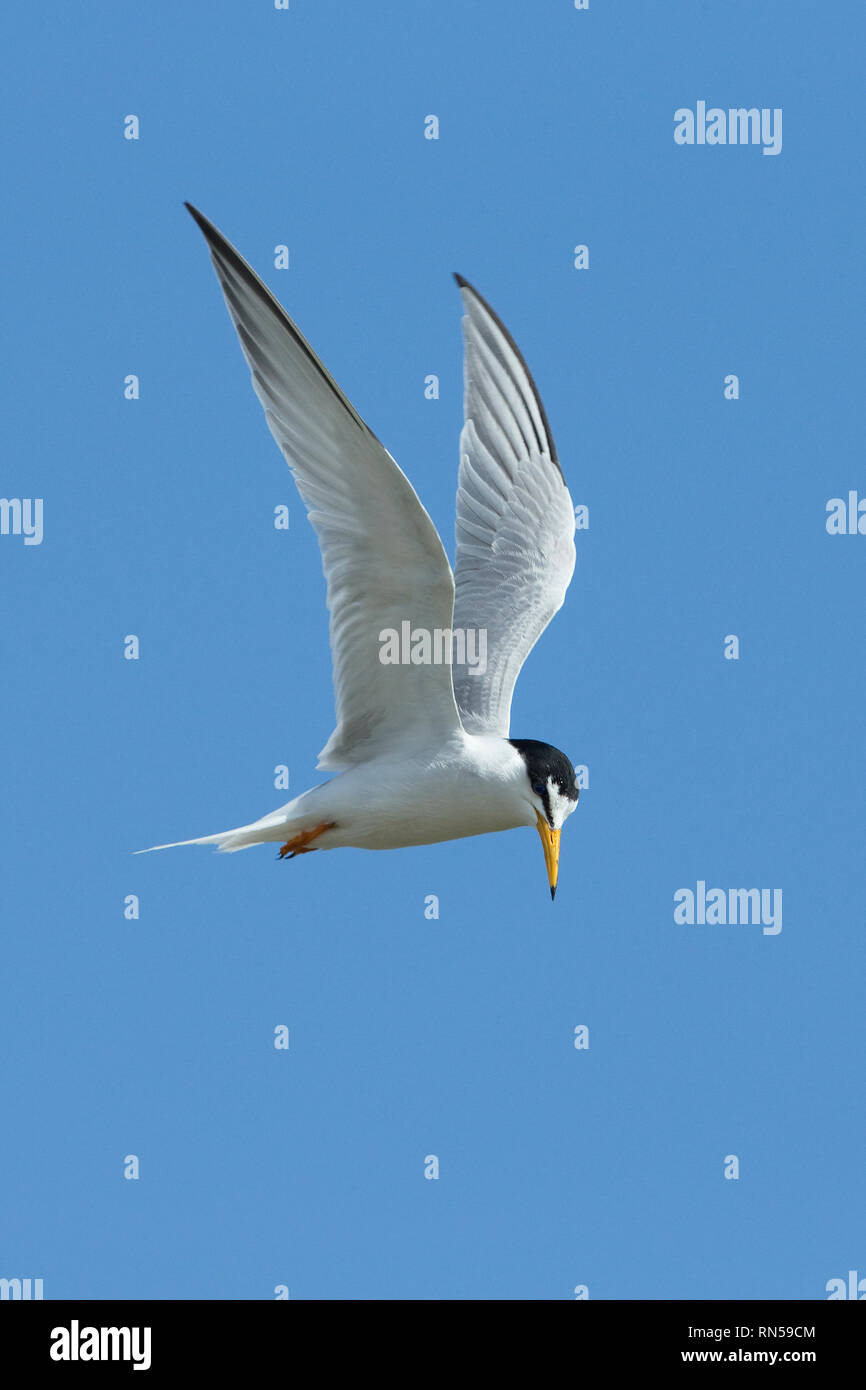 Sterna bird hi-res stock photography and images - Alamy