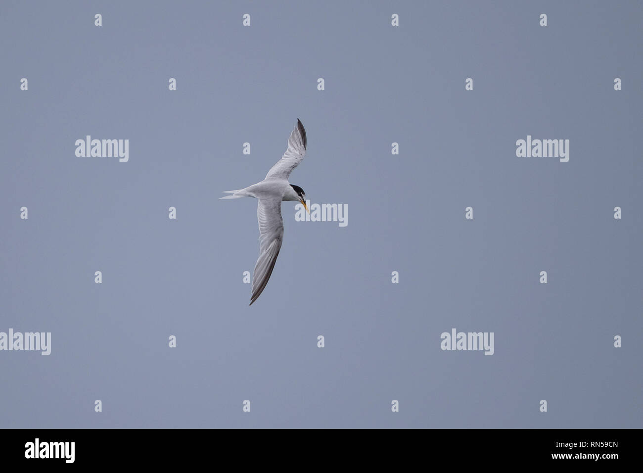 Sterna bird hi-res stock photography and images - Alamy