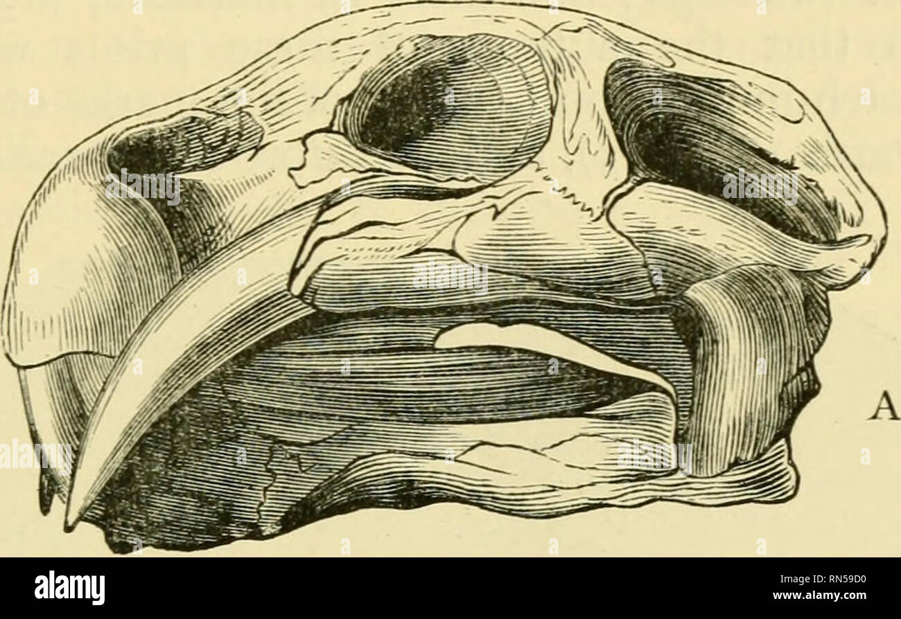 Toothless reptiles hi-res stock photography and images - Alamy