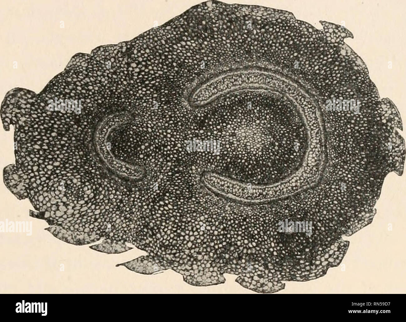. The anatomy of woody plants. Botany -- Anatomy. THE FILICALES 279 ...