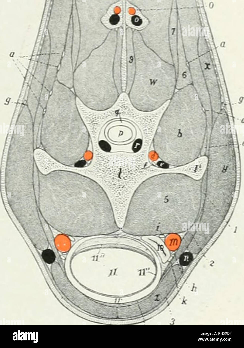 Jugular Vein Dog Diagram