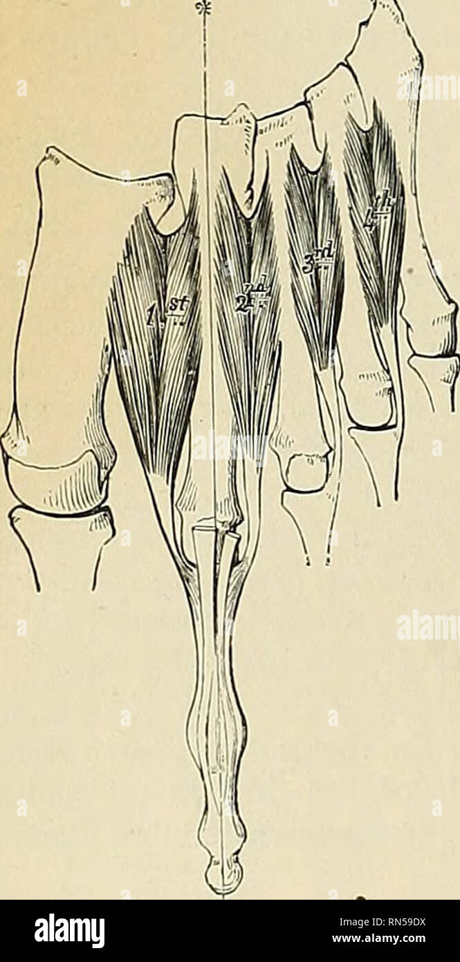 . Anatomy, descriptive and applied. Anatomy. 642 THE MUSCLES AND FASCIA ...