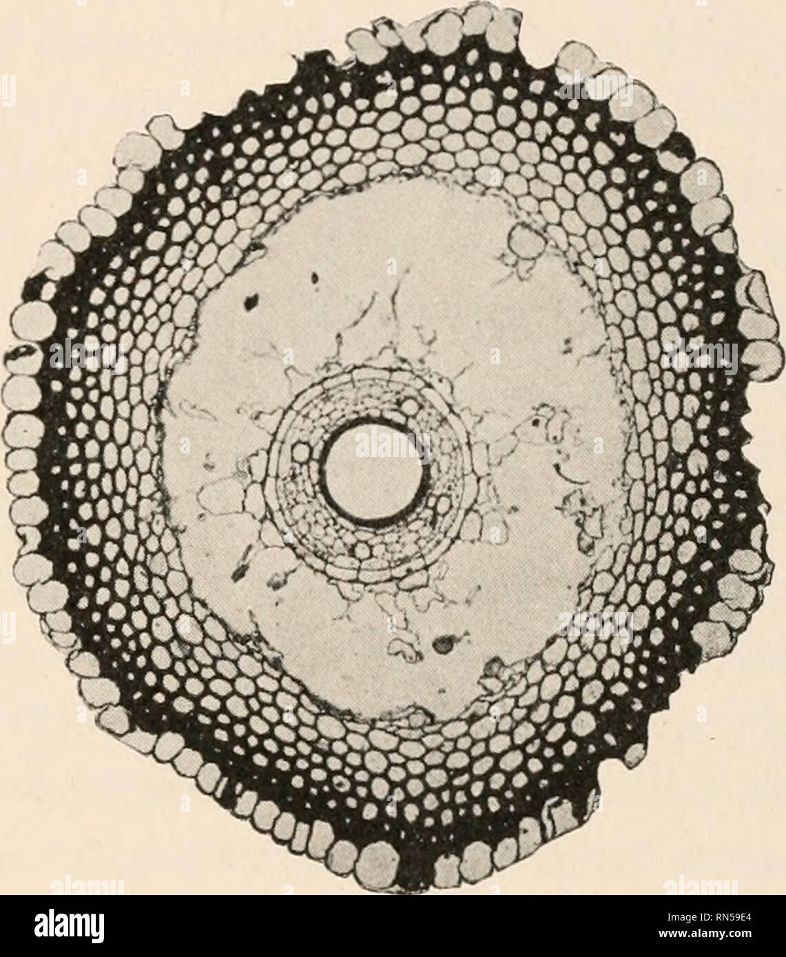. The anatomy of woody plants. Botany -- Anatomy. THE EQUISETALES ...