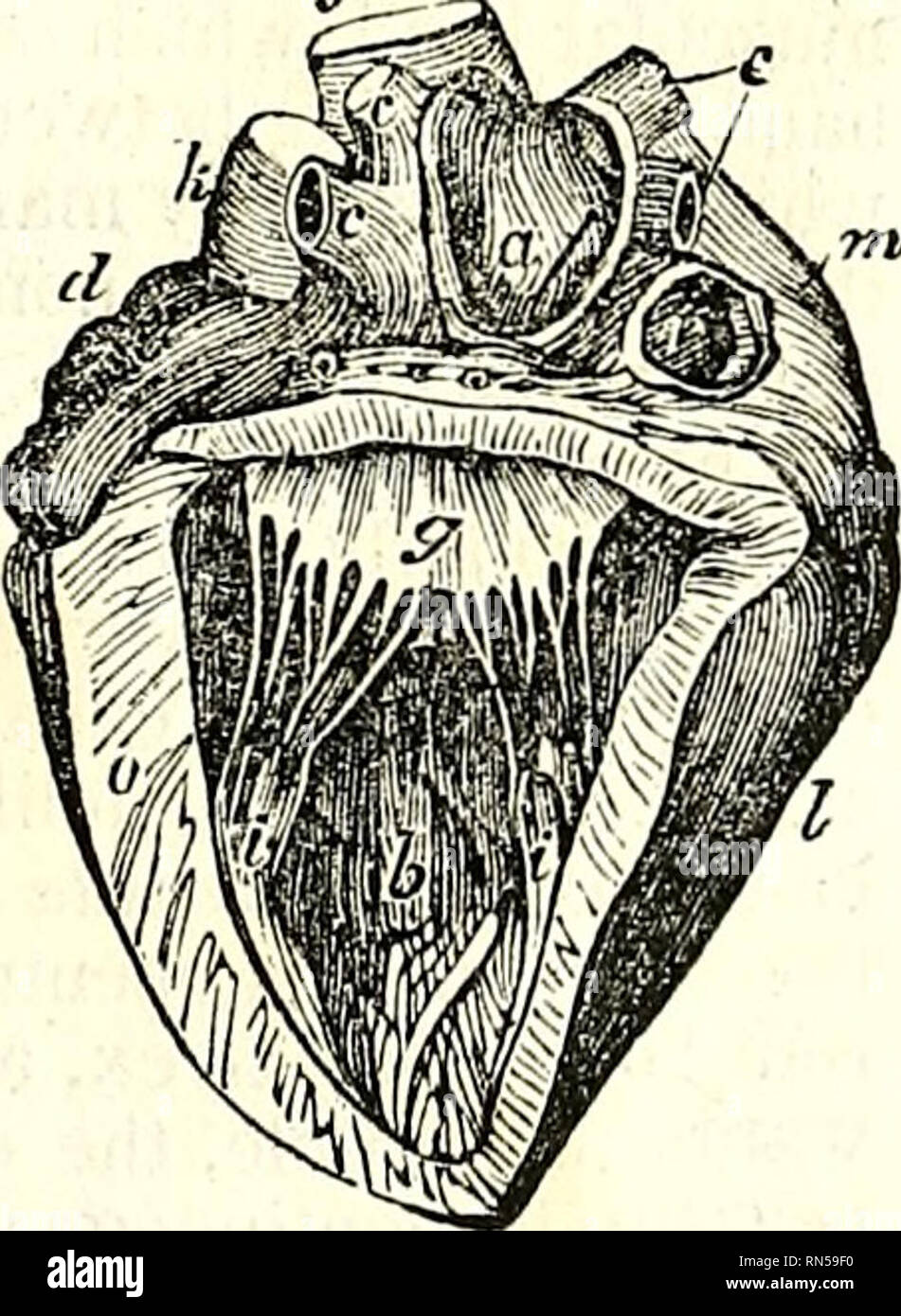 Infundibulum Of Right Ventricle