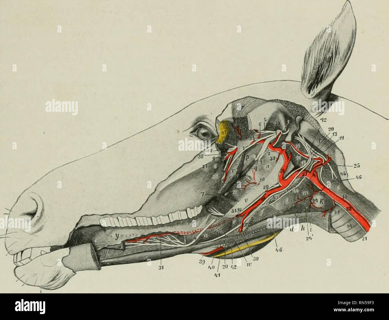 . The anatomy of the domestic animals. Veterinary anatomy. THE EXTERNAL ...