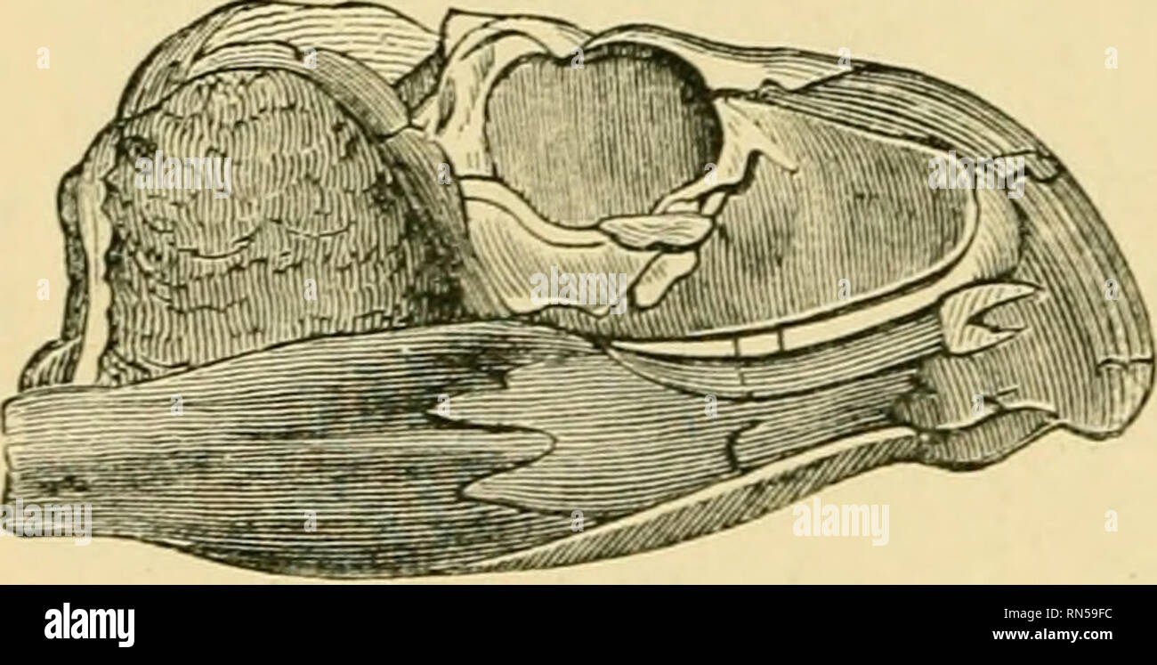 . The ancient life-history of the earth; a comprehensive outline of the ...