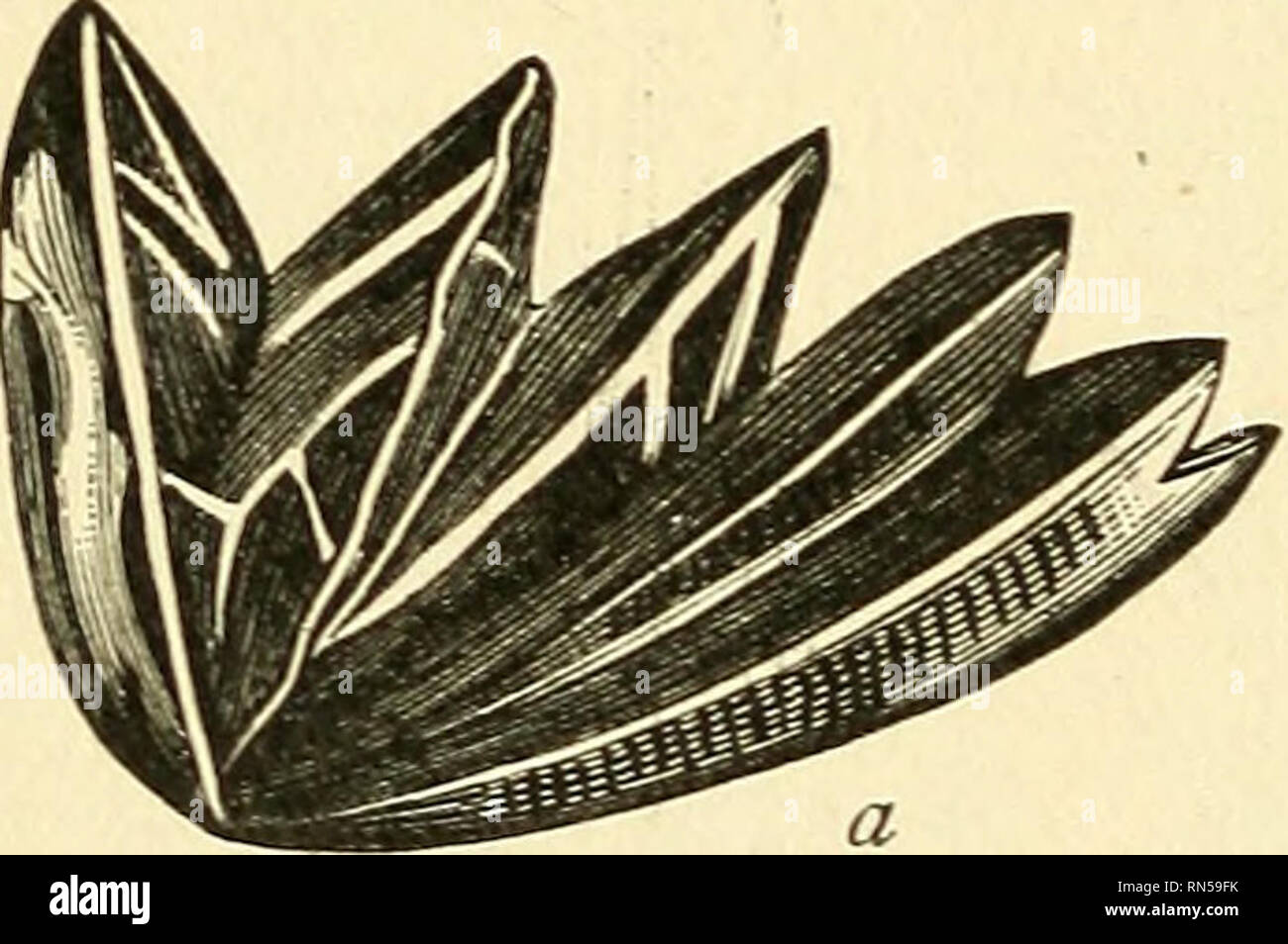 . The ancient life-history of the earth; a comprehensive outline of the ...