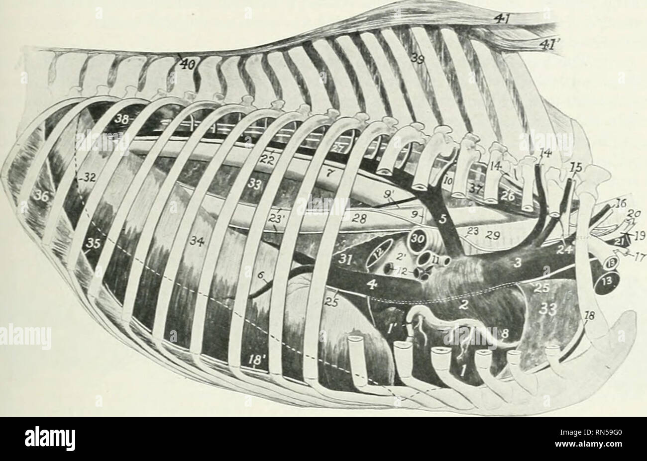 . The anatomy of the domestic animals. Veterinary anatomy. COMMON ...