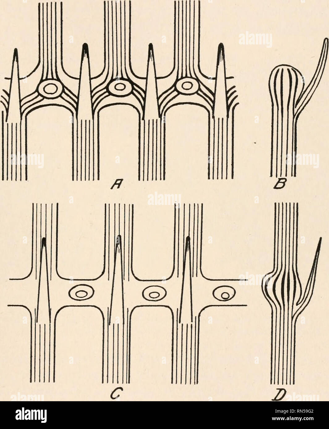 . The anatomy of woody plants. Botany -- Anatomy. THE EQUISETALES ...