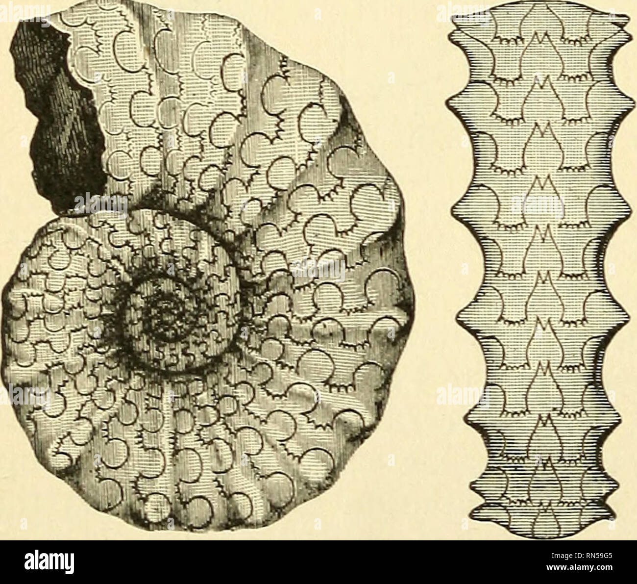 Cockle beds hi-res stock photography and images - Alamy