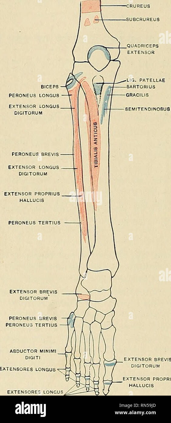 . Anatomy, descriptive and applied. Anatomy. 526 THE MUSCLES AND FASCIA ...