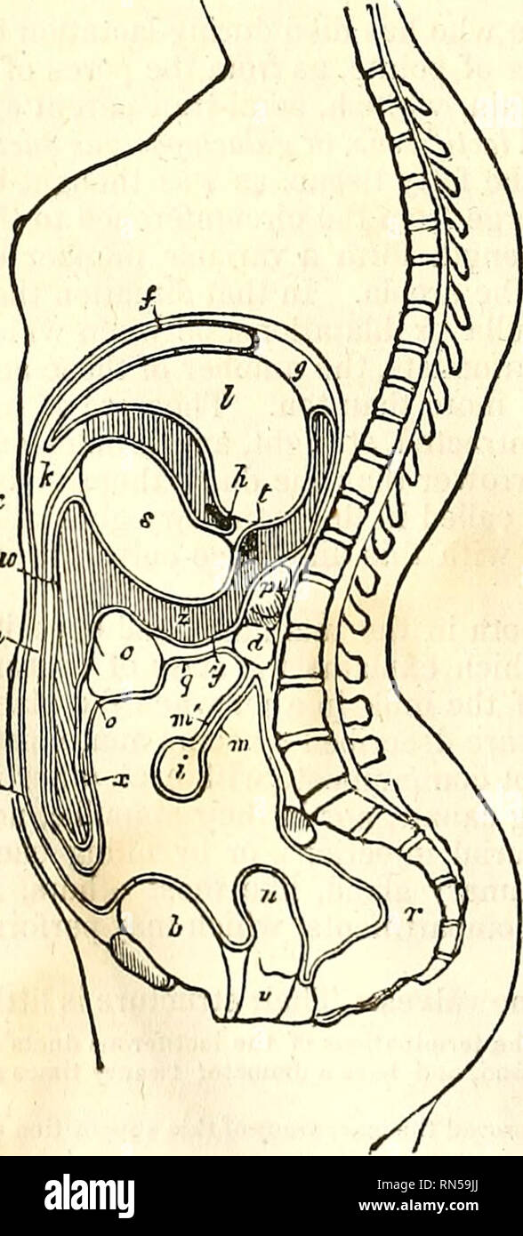 . The anatomy of the human body. Human anatomy; Anatomy. .4714 ...