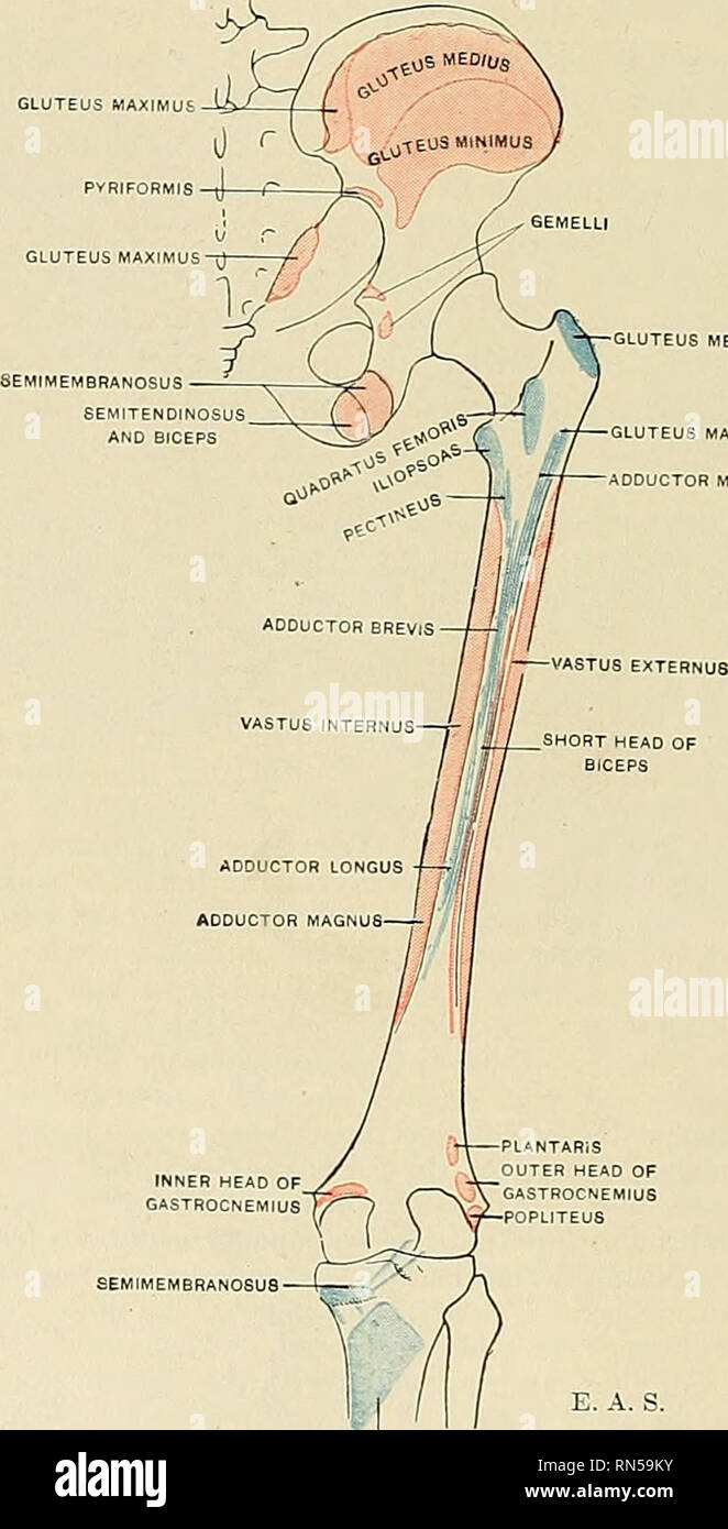 Femoral Region