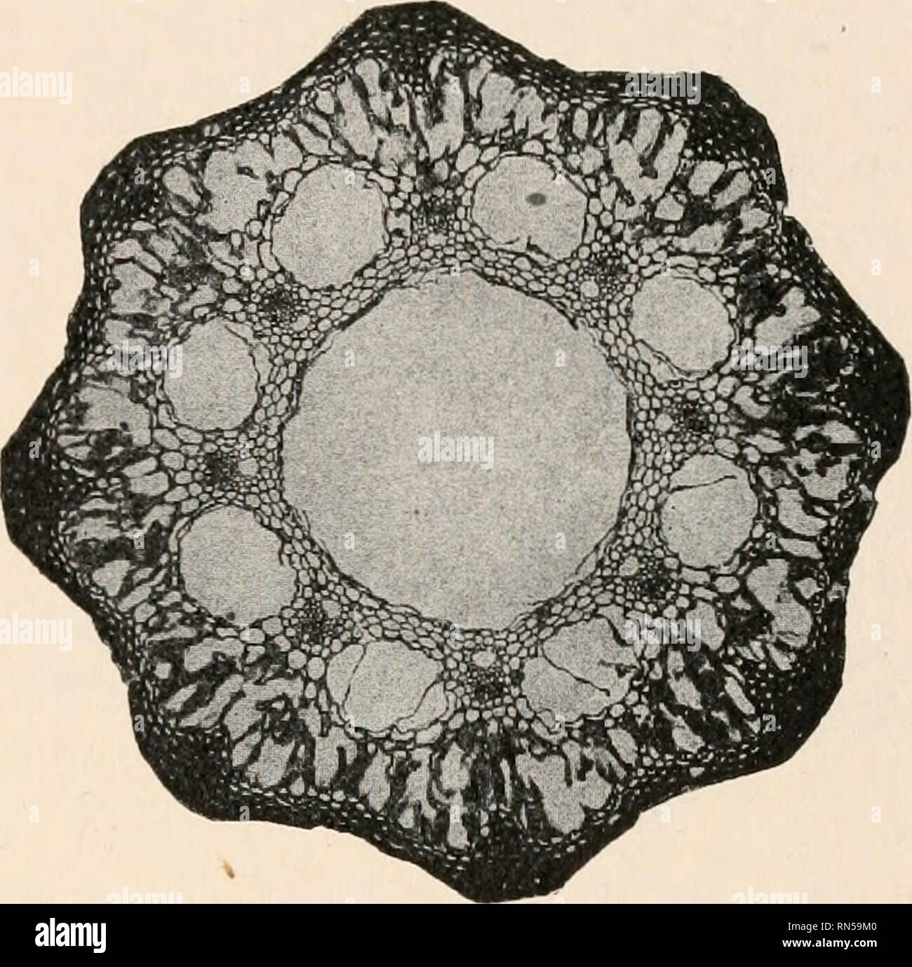 Sphenophyllales hi-res stock photography and images - Alamy