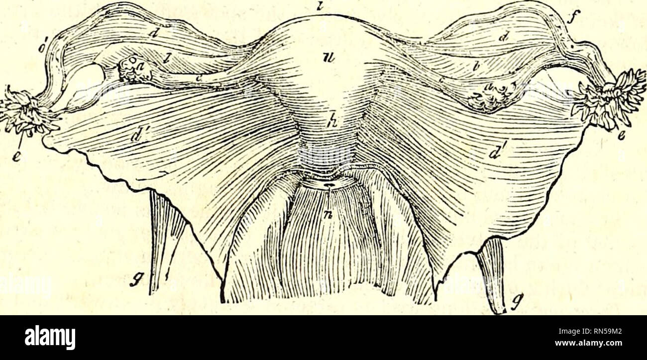 . The anatomy of the human body. Human anatomy; Anatomy. THE FALLOPIAN ...