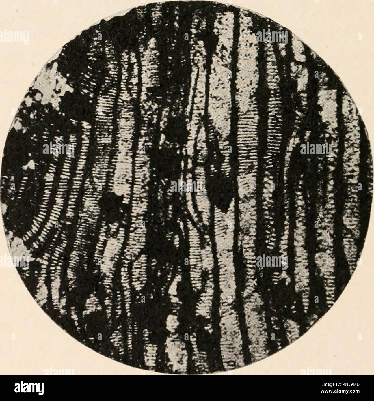 . The anatomy of woody plants. Botany -- Anatomy. oei FIG. 190 ...