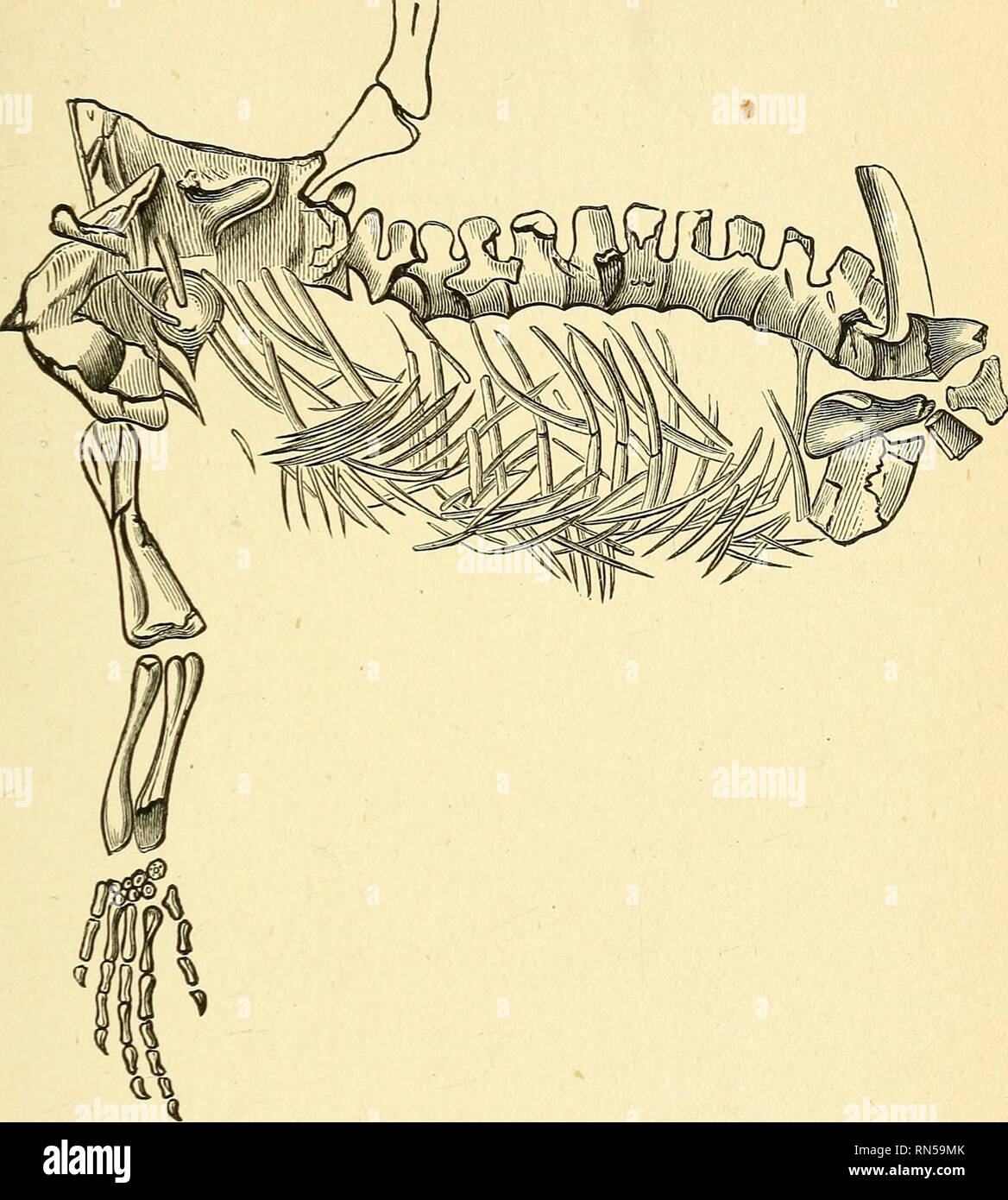 Middle permian hi-res stock photography and images - Alamy