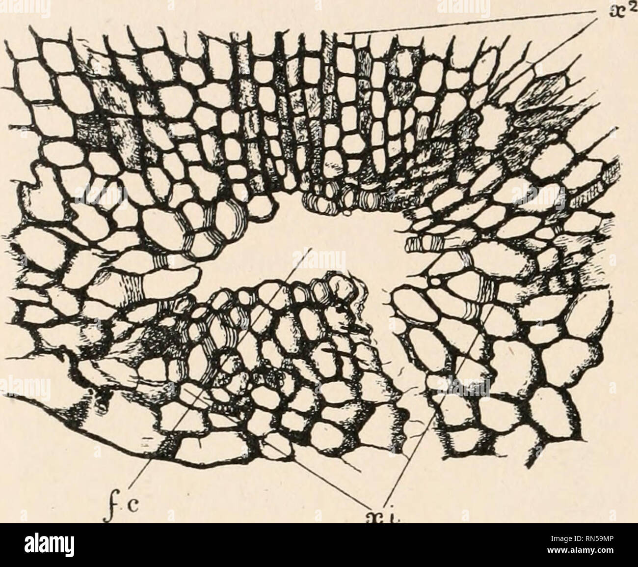 Woody stem xylem hi-res stock photography and images - Alamy