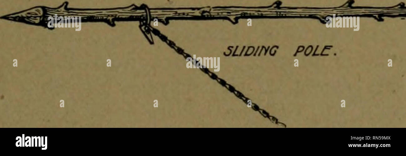 Tree rope trap hi-res stock photography and images - Alamy