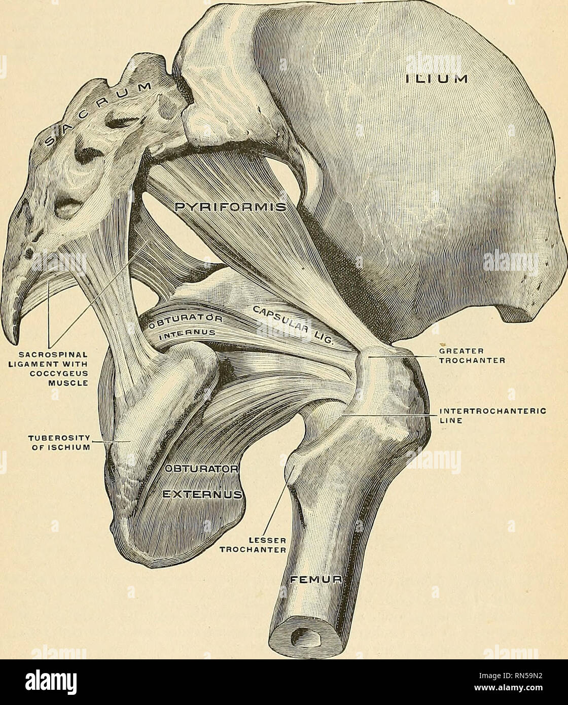 Obturator membrane hi-res stock photography and images - Alamy
