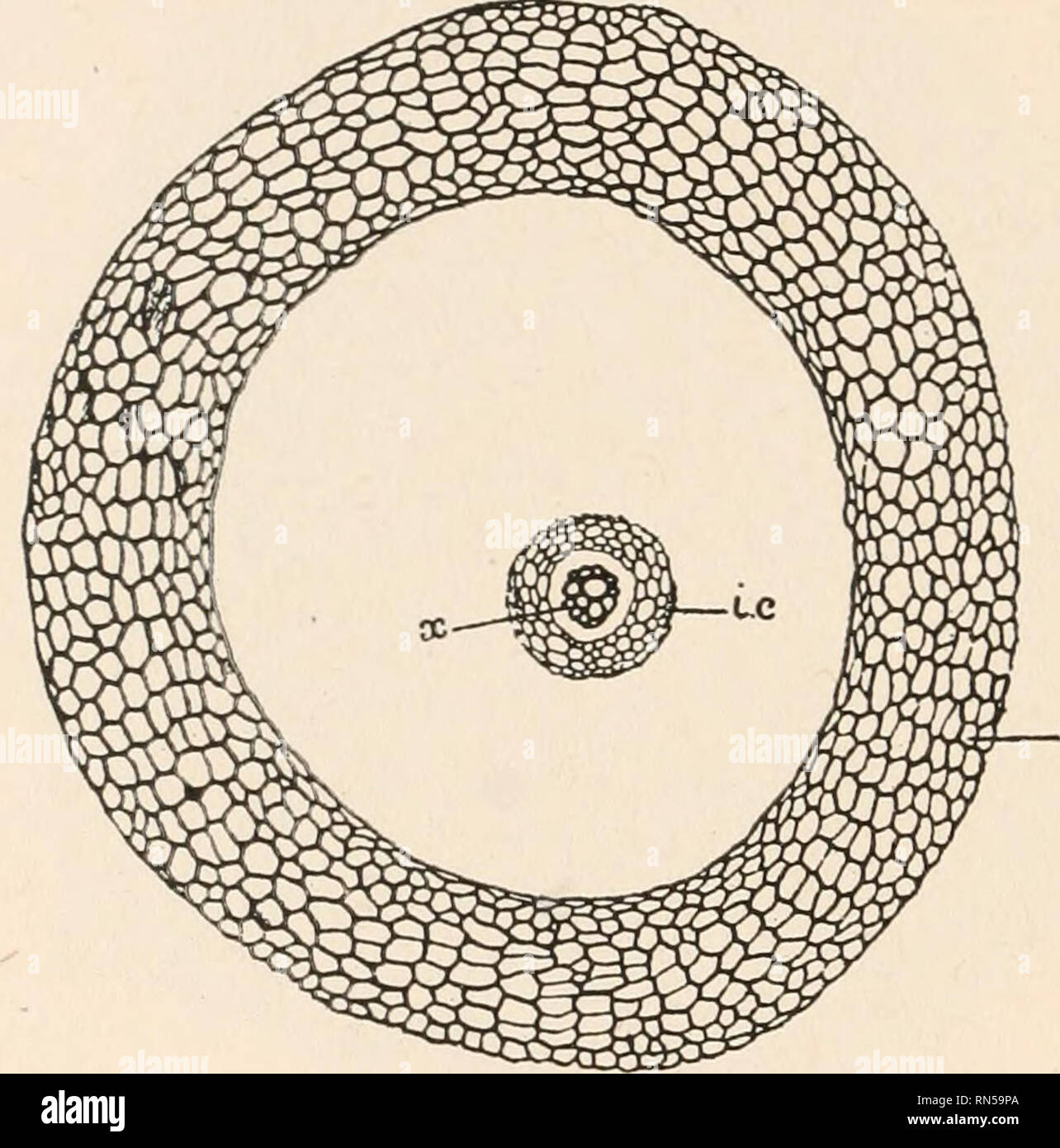 Rhizophores hi-res stock photography and images - Alamy