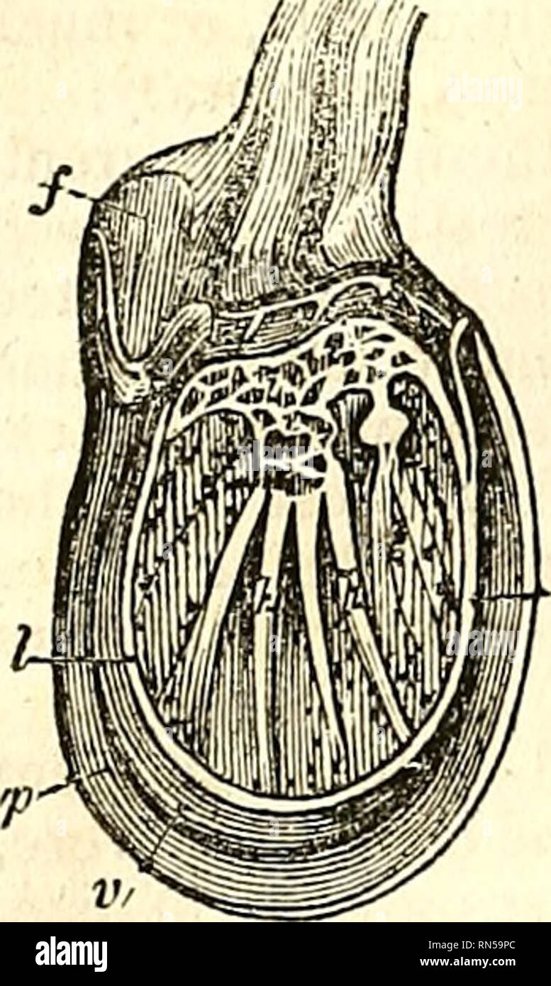 . The anatomy of the human body. Human anatomy; Anatomy. 450 ...