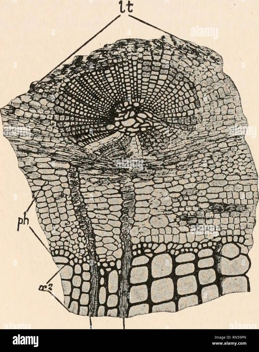 . The anatomy of woody plants. Botany -- Anatomy. THE LYCOPODIALES 261 ...