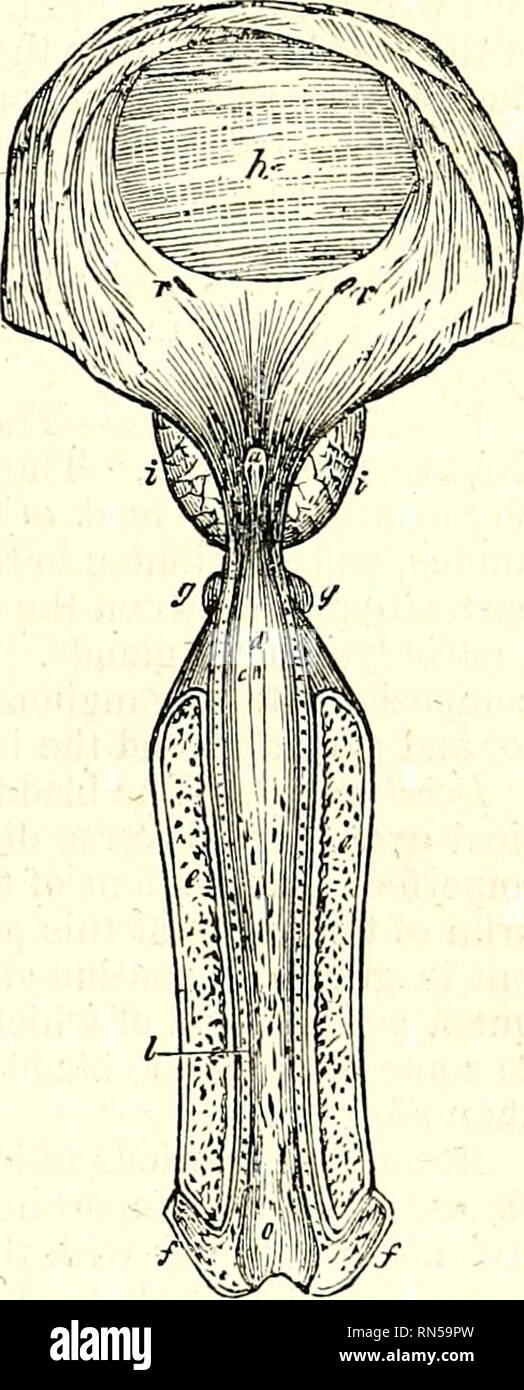 . The anatomy of the human body. Human anatomy; Anatomy. THE BLADDER ...