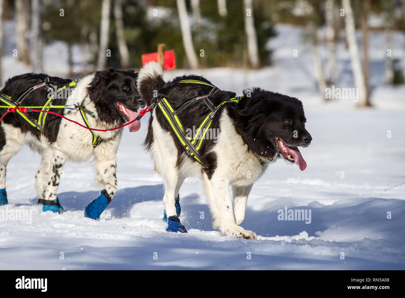 Český horský pes (Czech Mountain dog) @ sled dog race, Czech Republic ...
